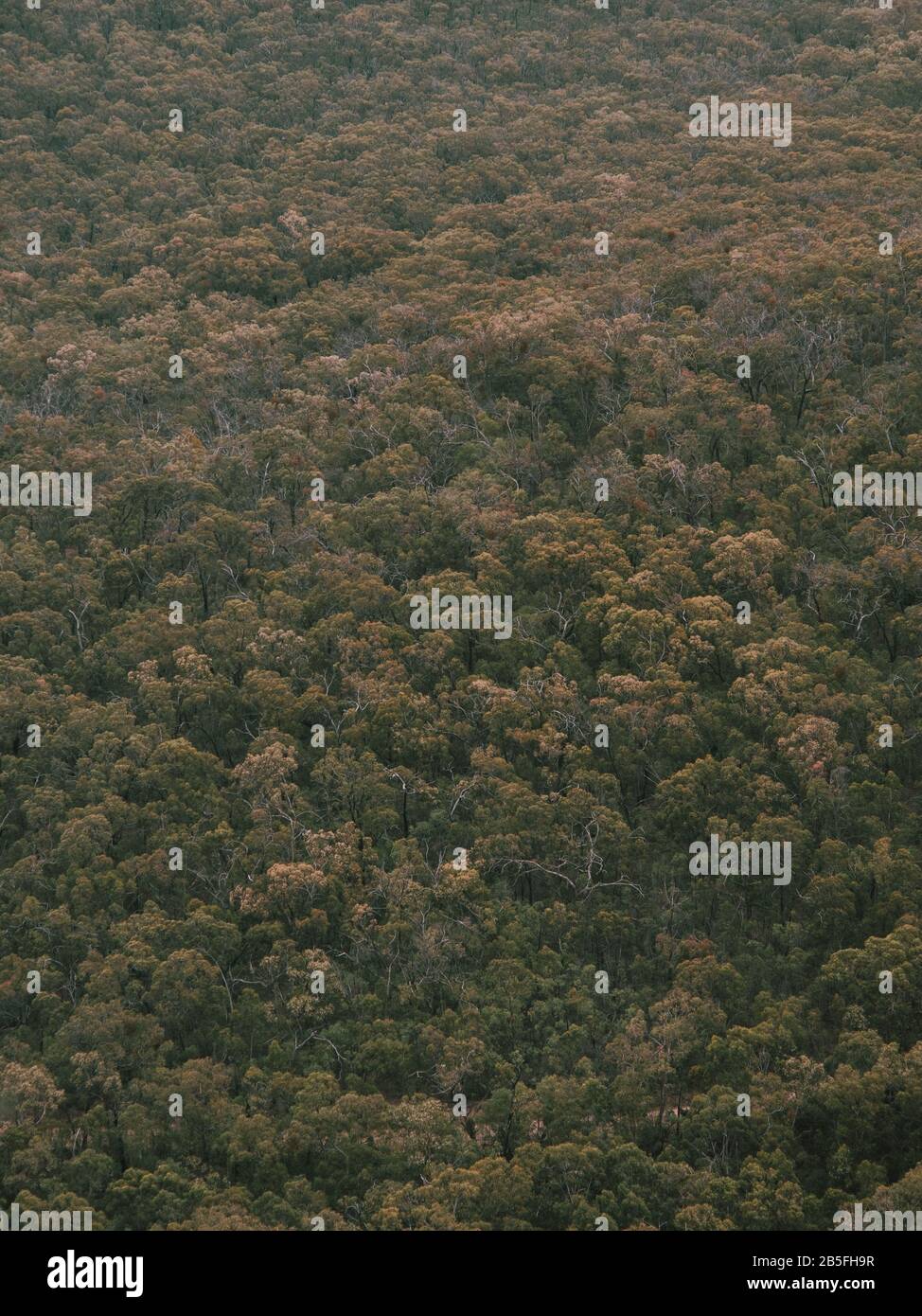 Dark Forest Trees Animals High Resolution Stock Photography and Images ...