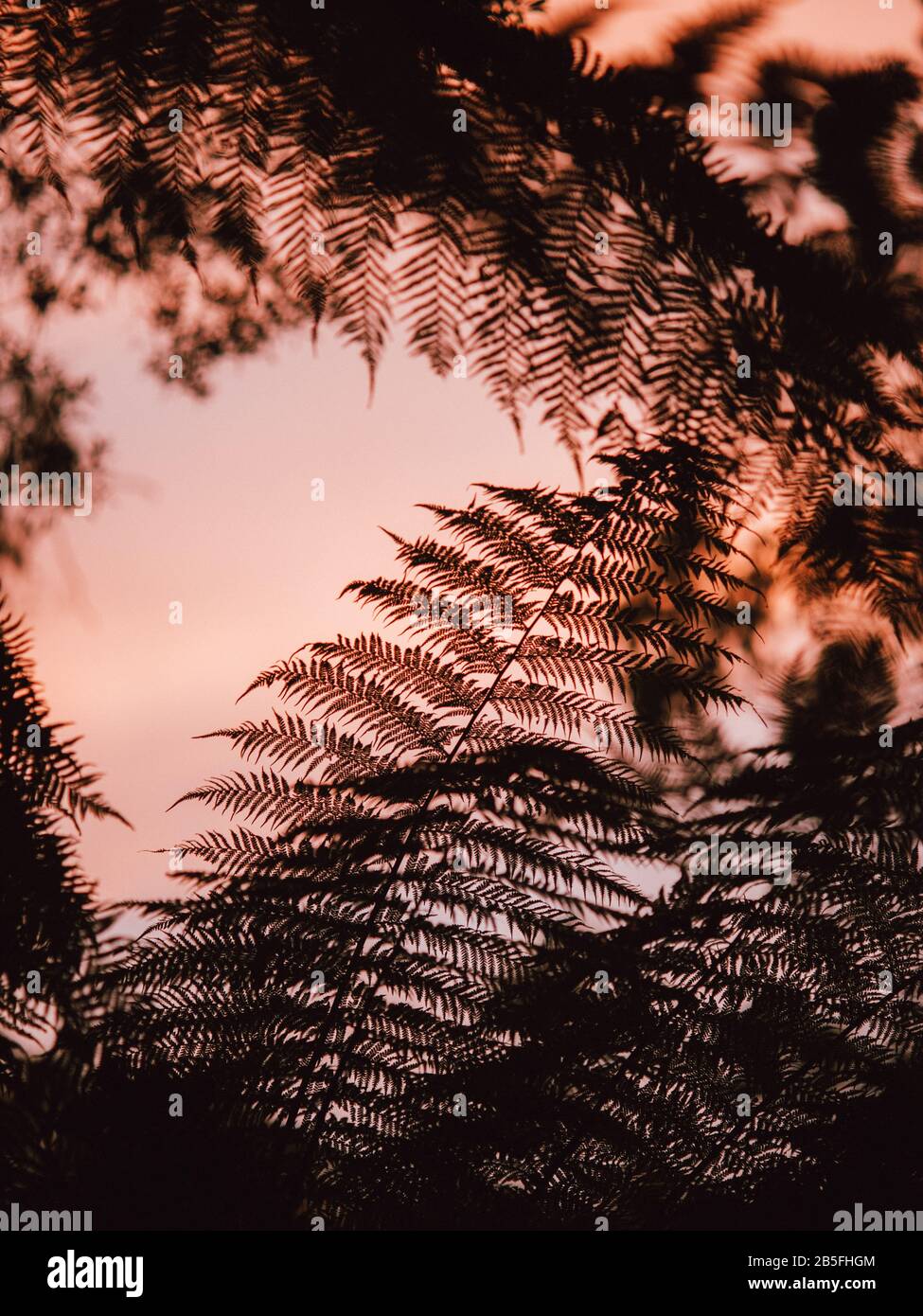 Some gorgeous silhouettes of leaves at sunset in front of a pink sky ...