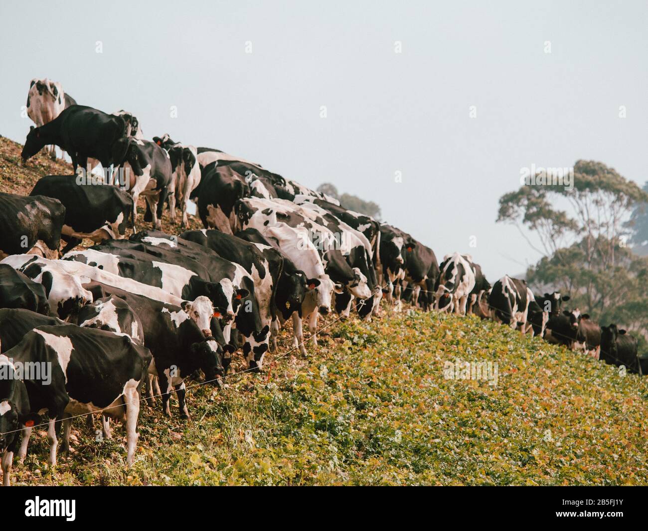 A large herd of cows on a roadside in Australia Stock Photo - Alamy