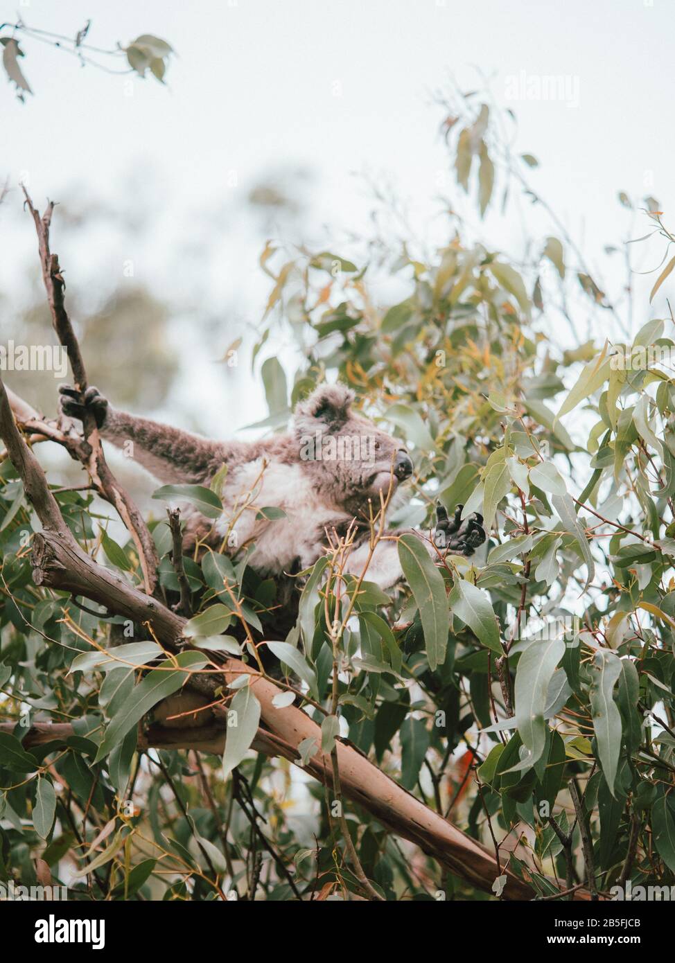 A koala high in the trees eating and relaxing, on the Great Ocean Road ...