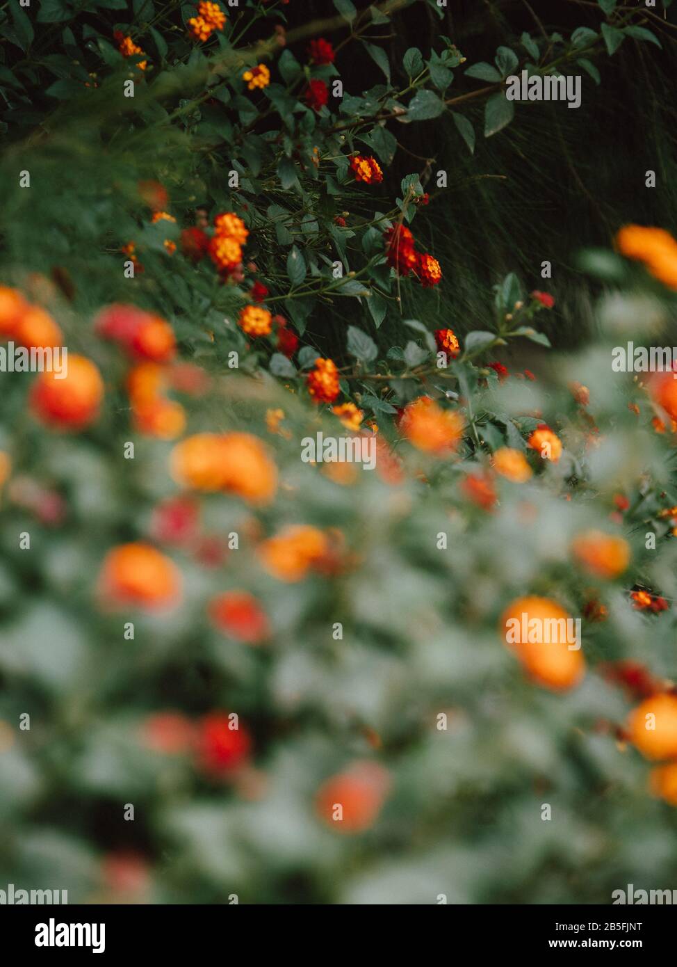 Red orange yellow planting hi-res stock photography and images - Alamy