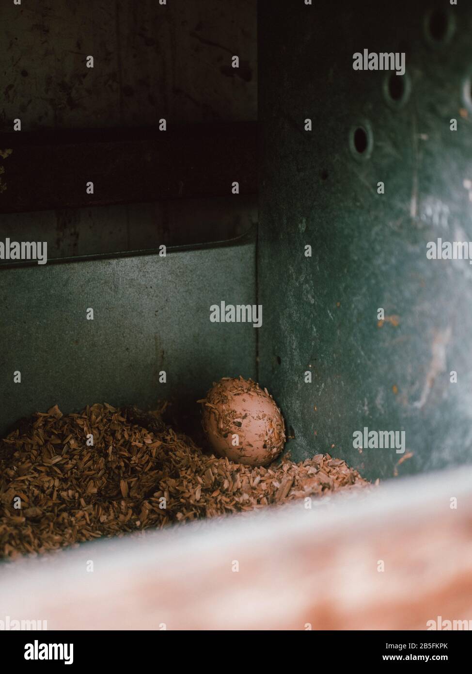 Free range egg farming hi-res stock photography and images - Alamy