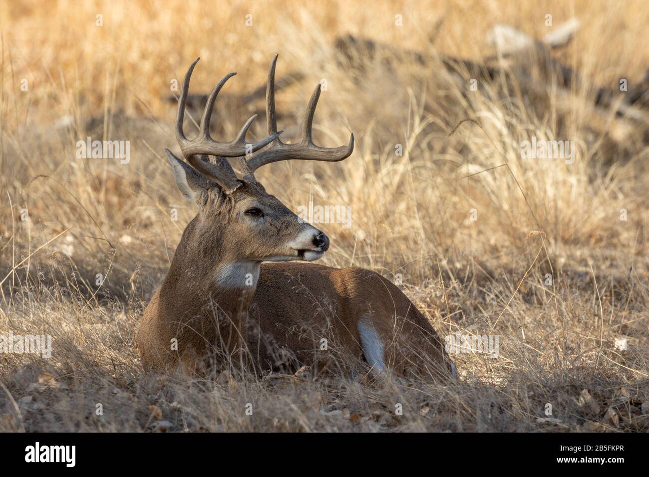 Buck Whitetail Deer in Colorado in the Fall Rut Stock Photo - Alamy
