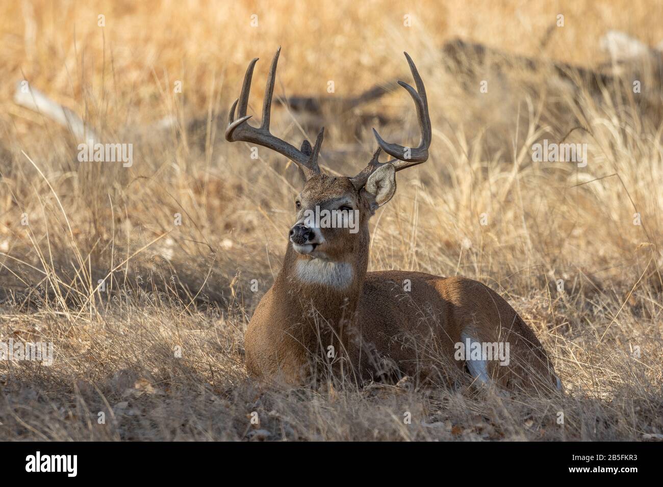 Buck Whitetail Deer in Colorado in the Fall Rut Stock Photo - Alamy