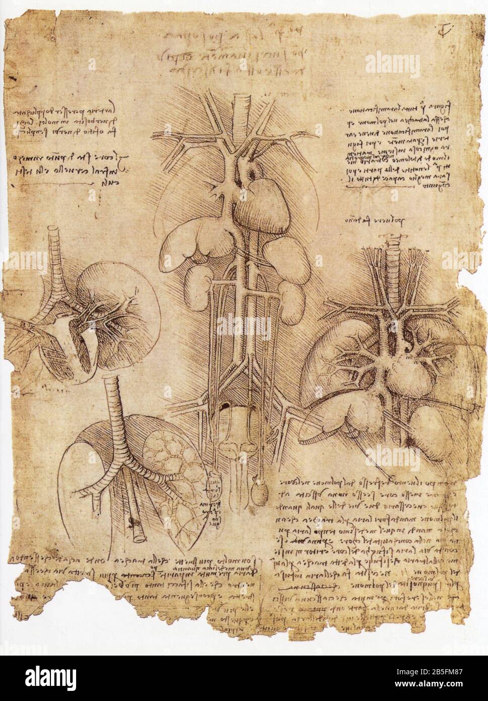 Leonardo da Vinci. Internal organs of the chest and abdomen with ...