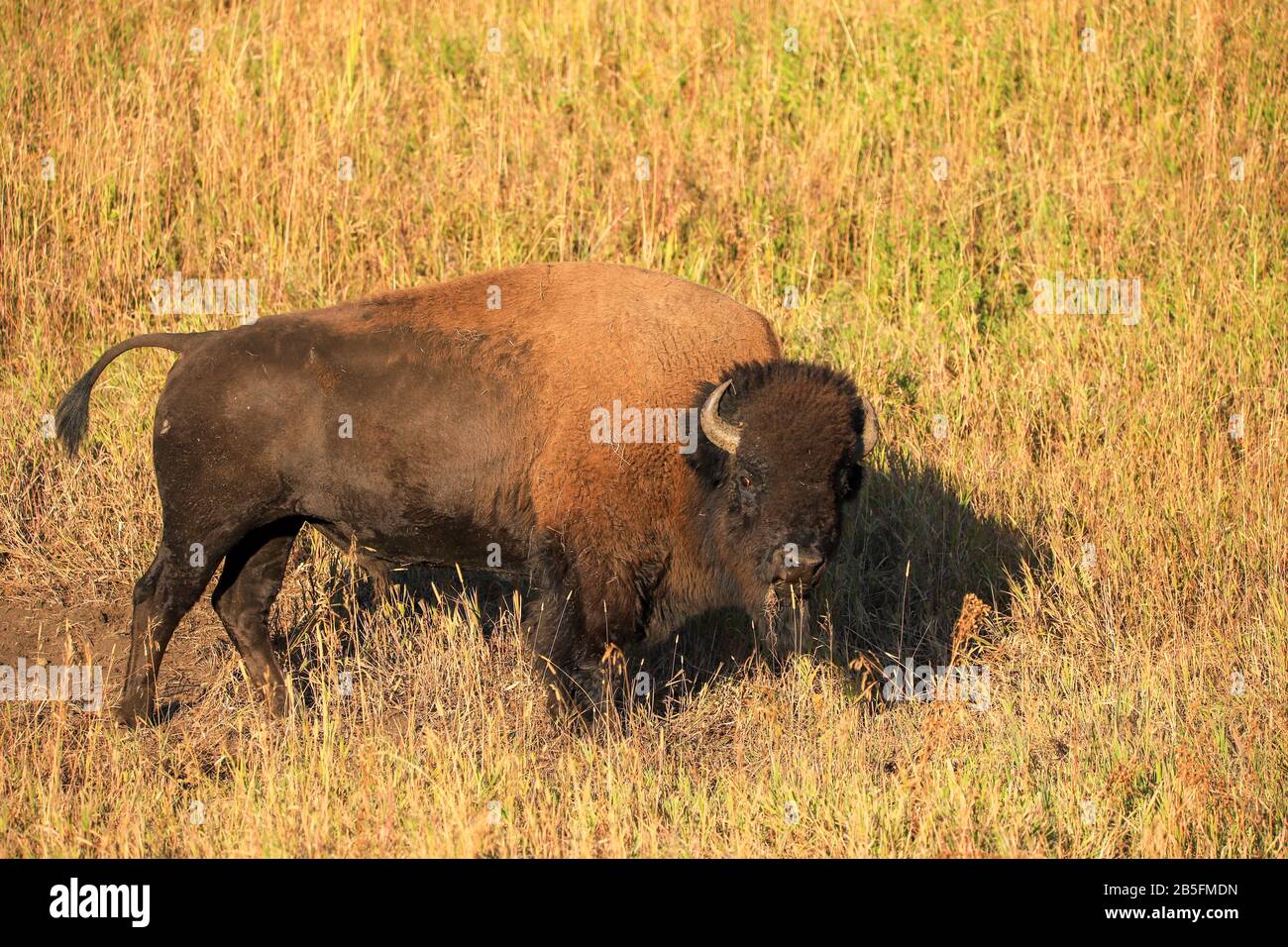 American buffalo brown hi-res stock photography and images - Alamy