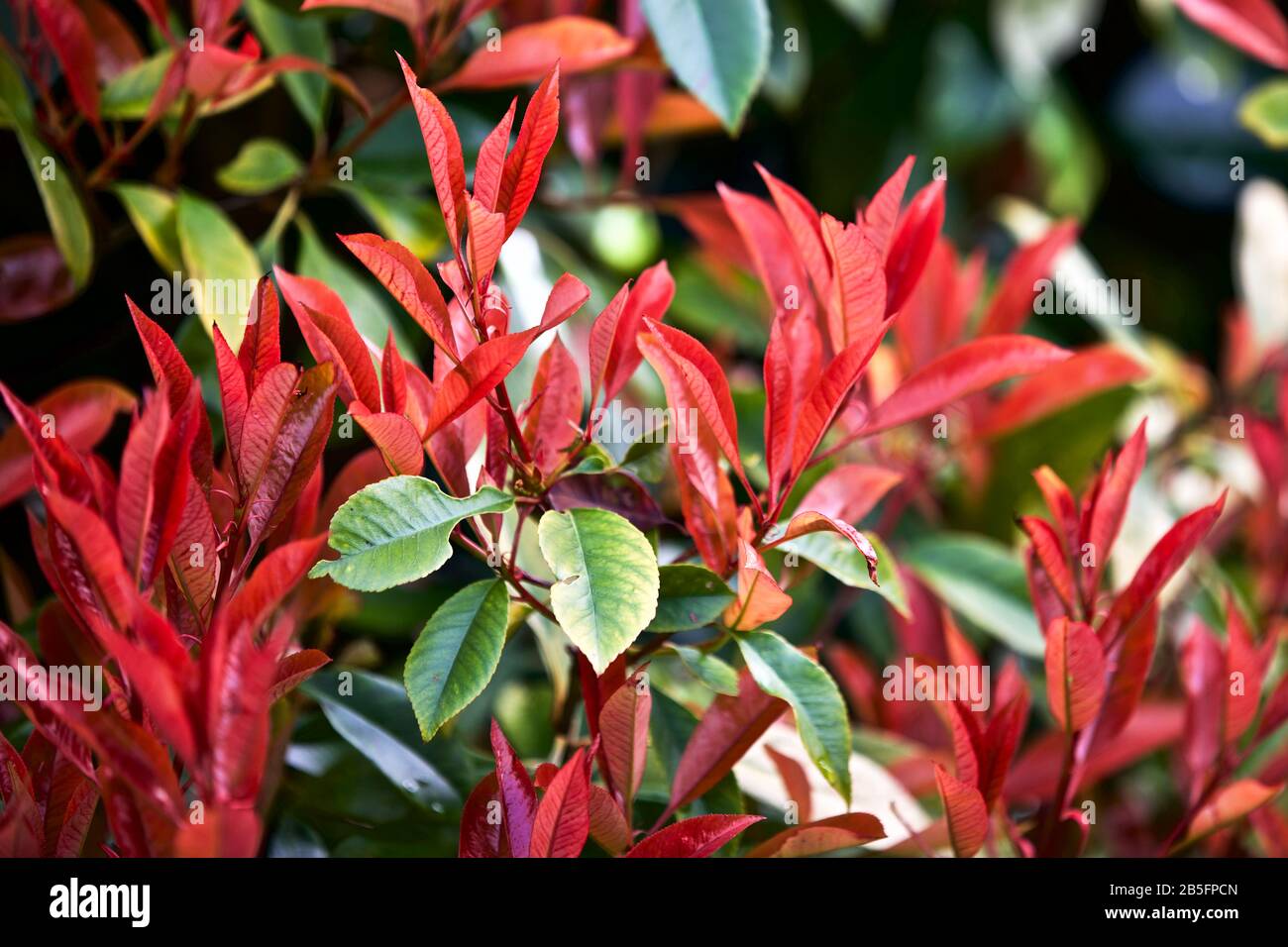 Photinia × fraseri 'Red Robin' Bright red new spring foliage Stock ...