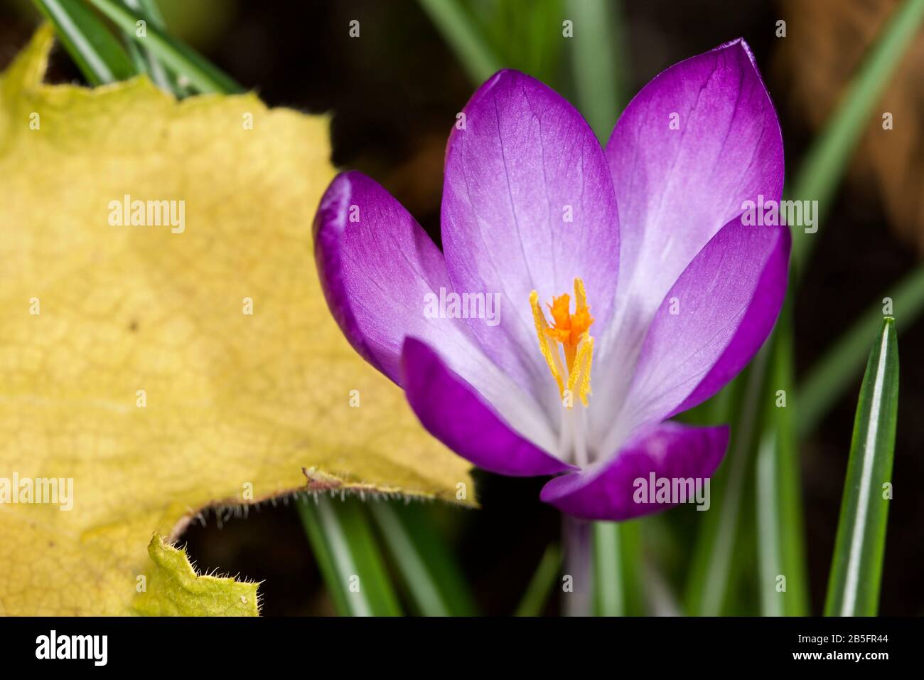 Crocus 'Ruby Giant' Stock Photo - Alamy