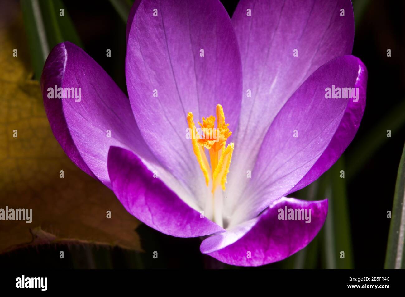 Crocus 'Ruby Giant' Stock Photo - Alamy