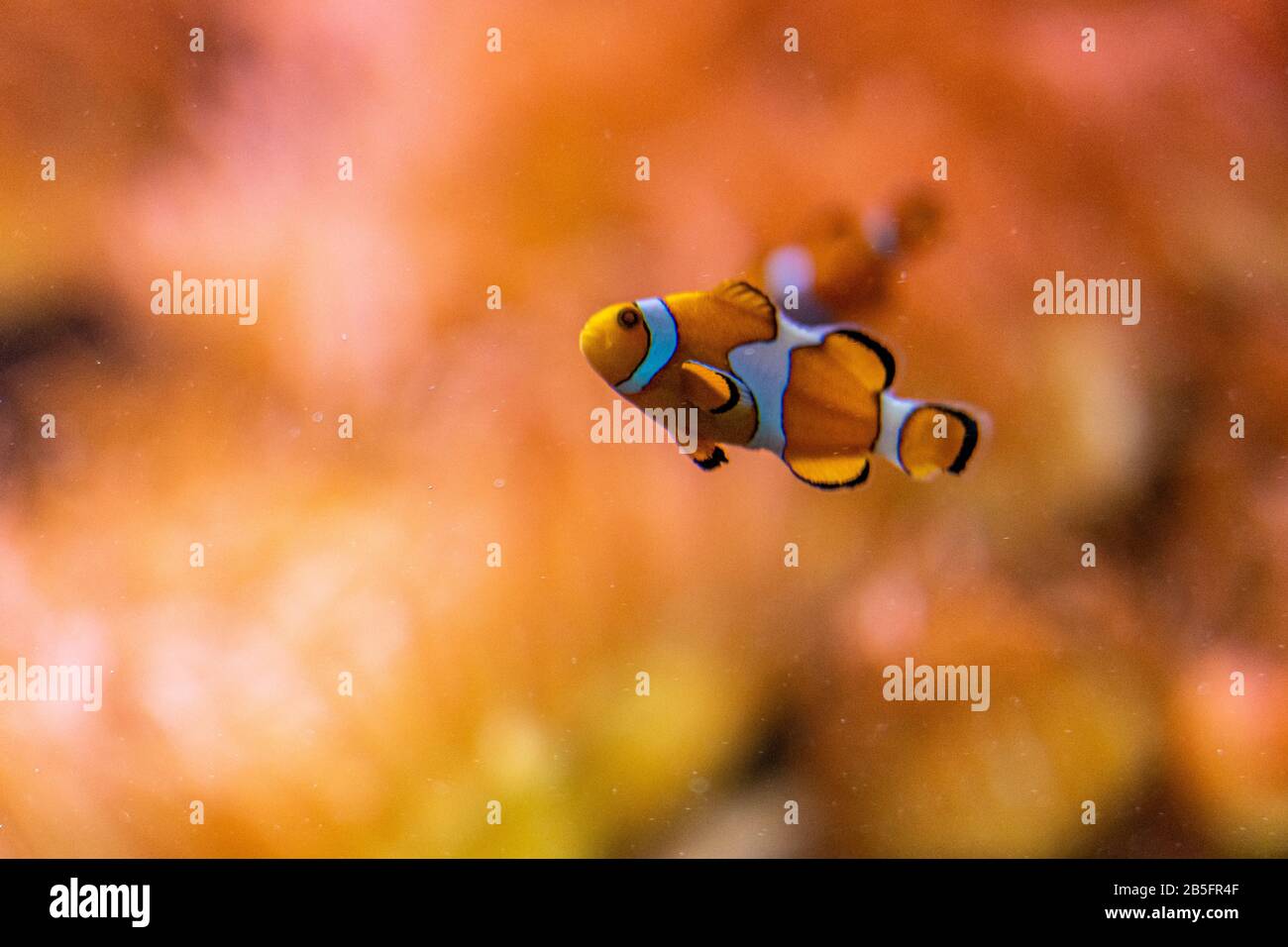 closeup of the famous nemo clown fish in the zoo of Frankfurt, germany ...
