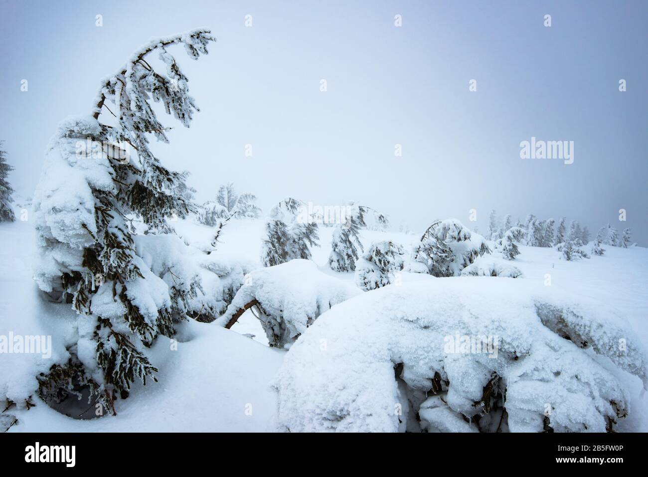 Beautiful snowy spruce trees inclined from gravity stand in the middle ...