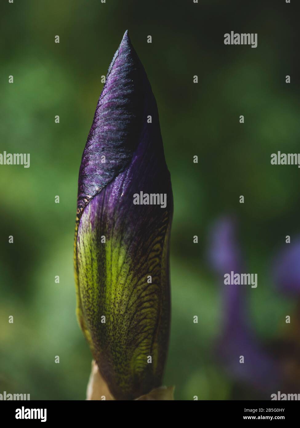 Tall bearded iris alcazar hi-res stock photography and images - Alamy