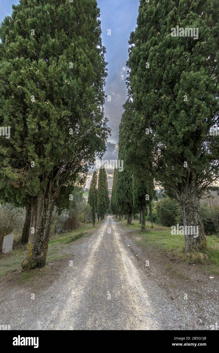Tree-lined avenue with cypresses typical of Tuscany Stock Photo - Alamy