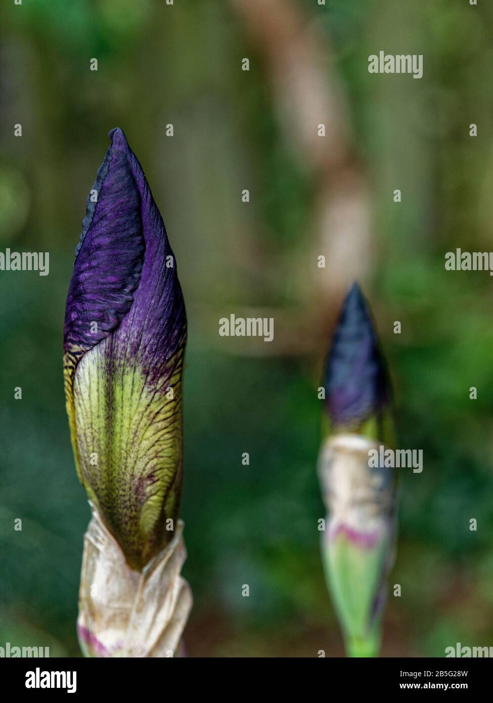 Tall bearded iris alcazar hi-res stock photography and images - Alamy