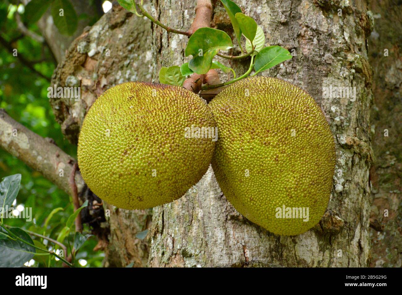 Jackfrucht, Sri Lanka Stock Photo - Alamy