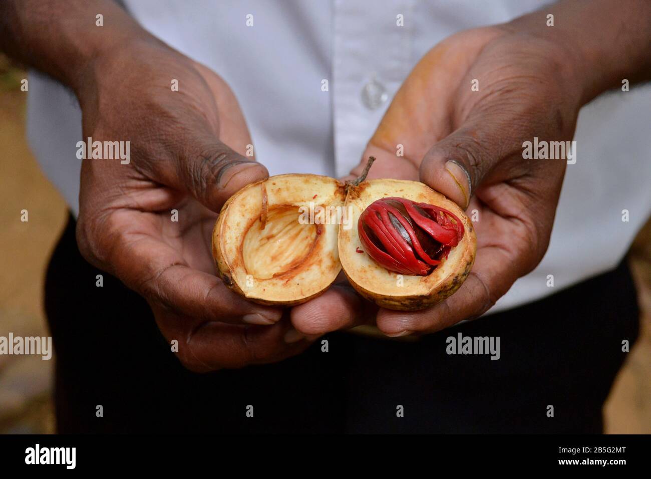 Muskatnuss hi-res stock photography and images - Alamy