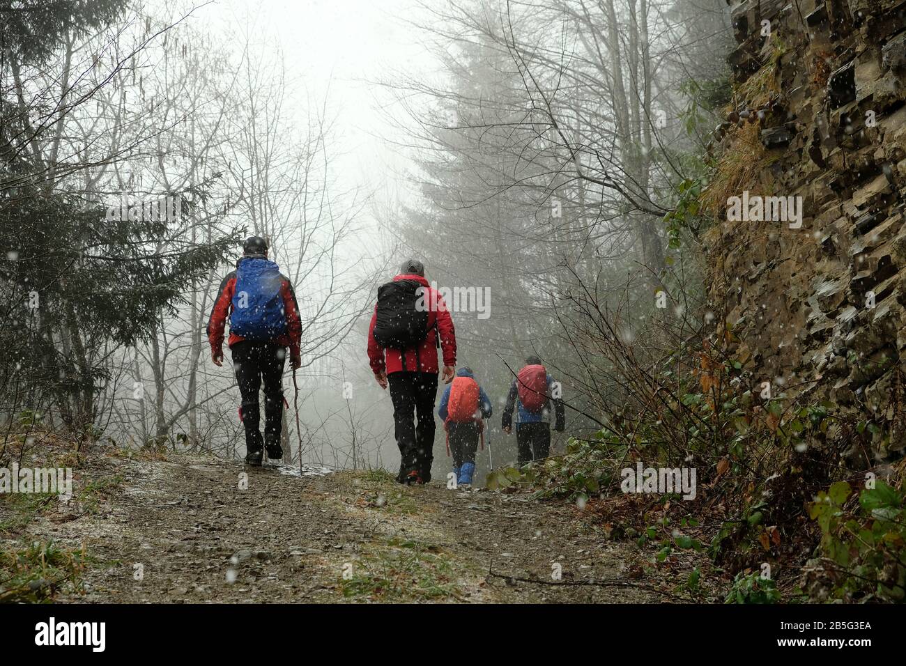 Walking turkey forest hi-res stock photography and images - Alamy