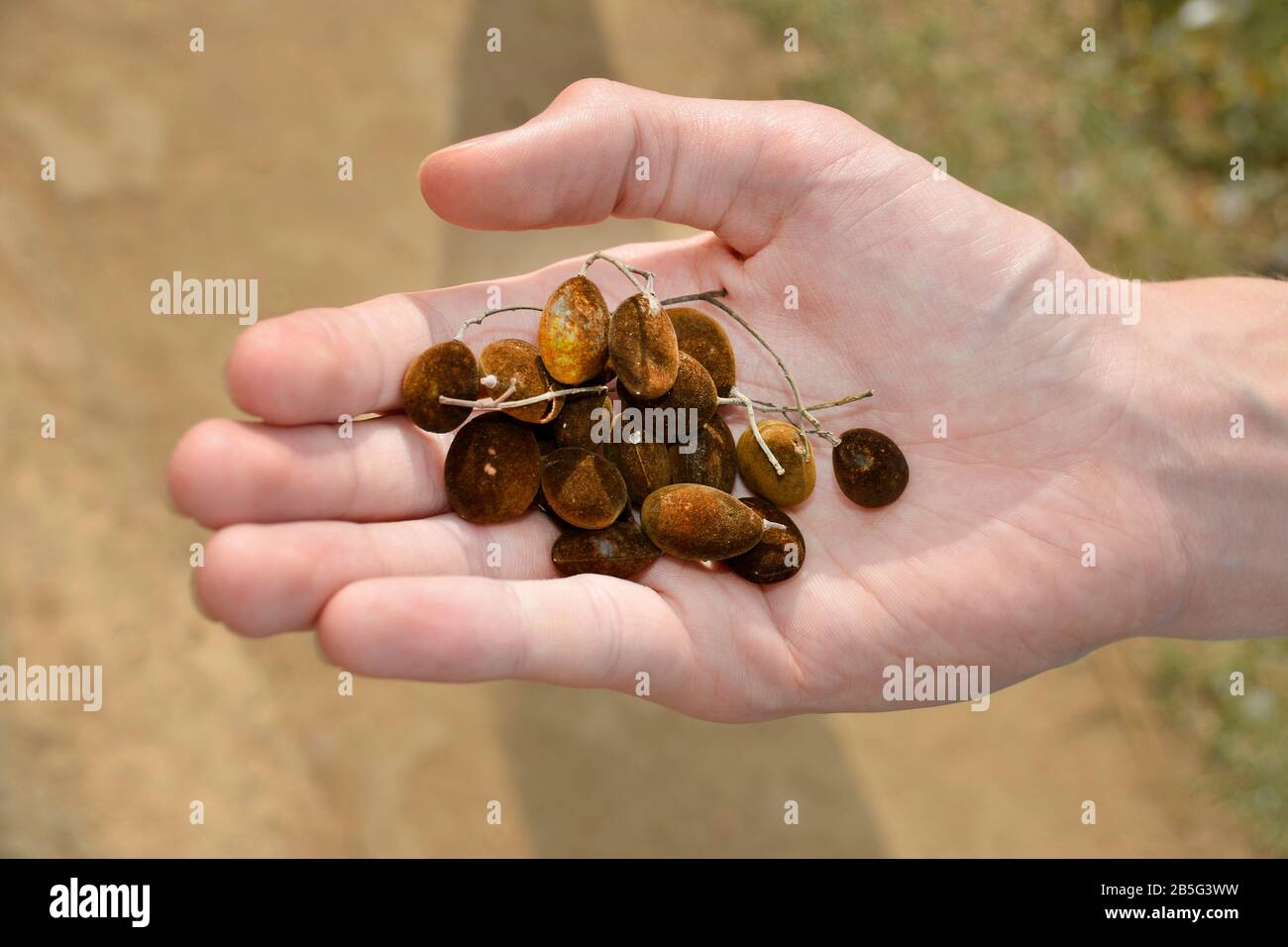 Siyambala hi-res stock photography and images - Alamy