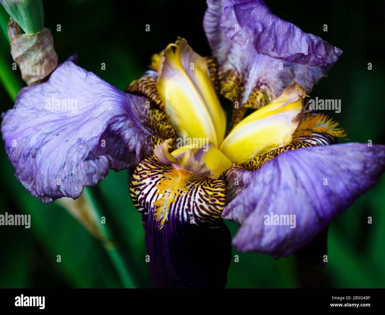Tall bearded iris alcazar hi-res stock photography and images - Alamy