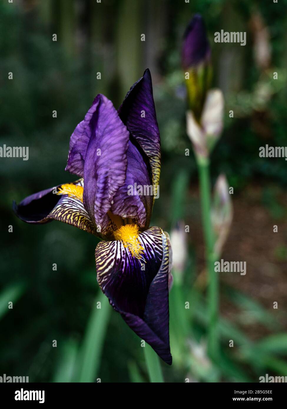 Tall bearded iris alcazar hi-res stock photography and images - Alamy