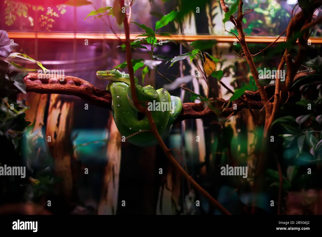 Green snake on the branch, terrarium, zoo Stock Photo - Alamy
