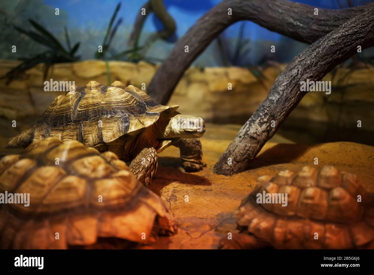 Large and small turtles hi-res stock photography and images - Alamy