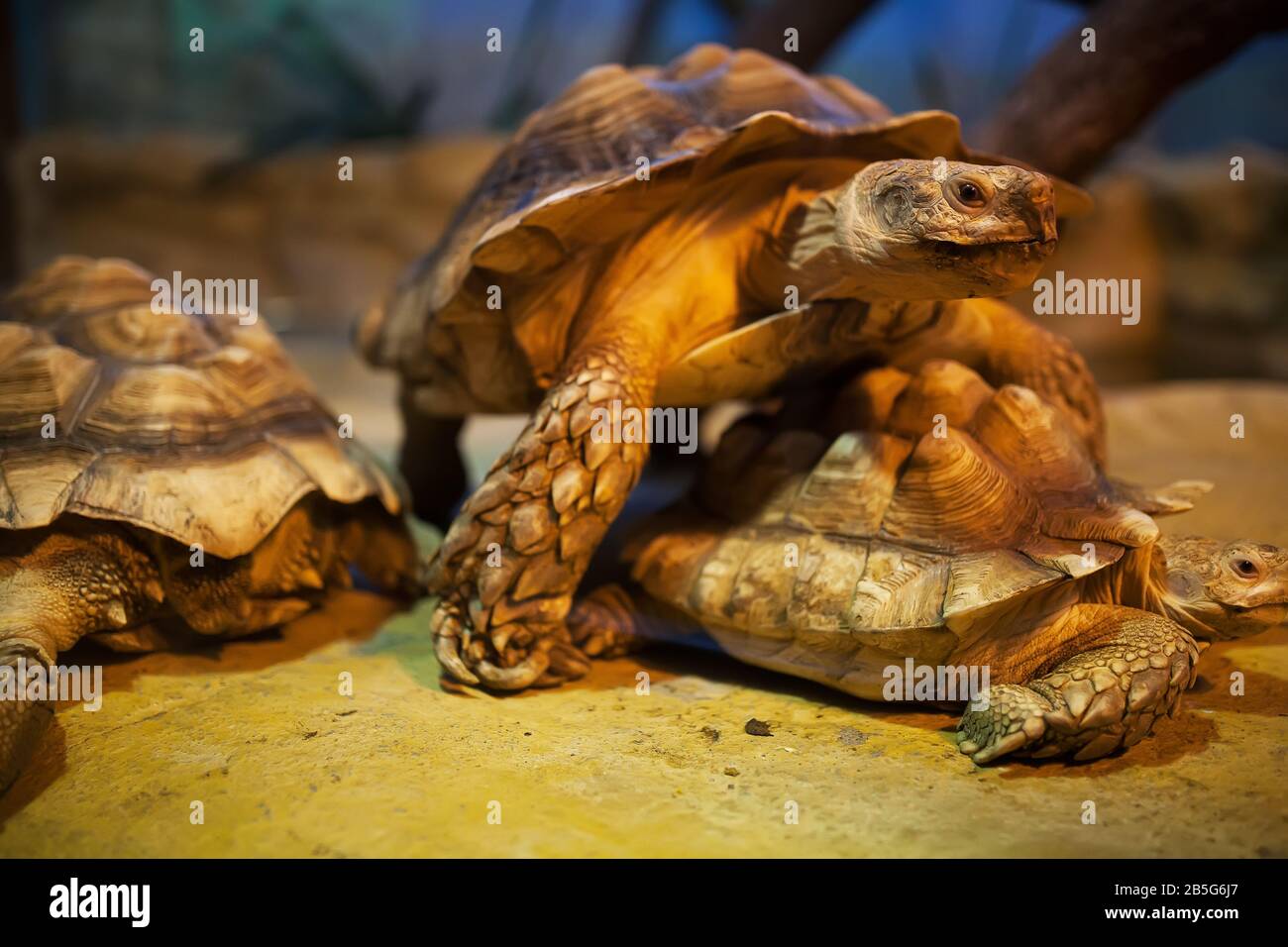 Large and small turtles hi-res stock photography and images - Alamy