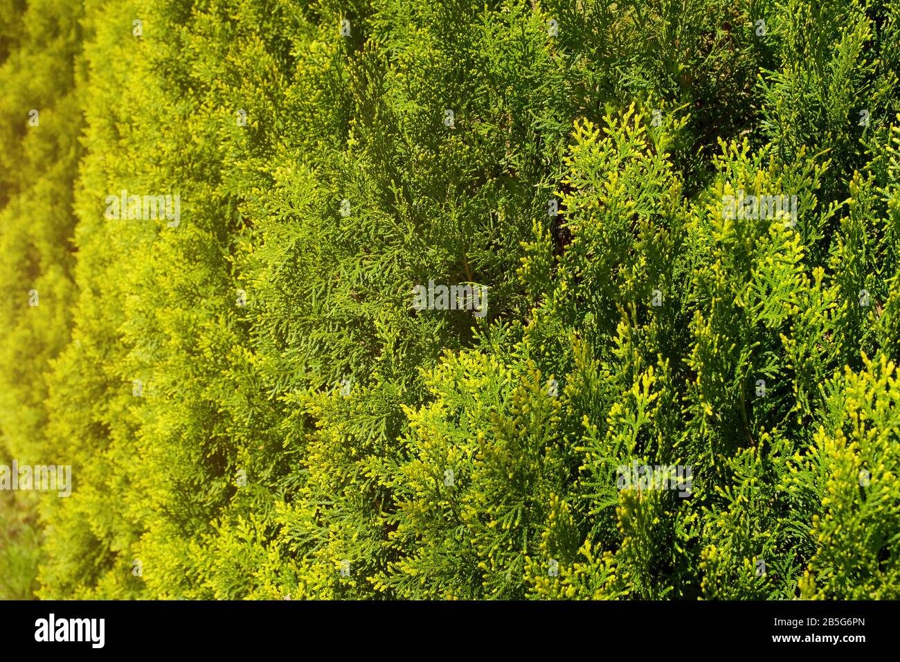 The juniper bush closeup. Background with juniper branches growing in ...