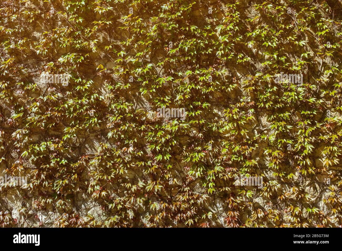 Green loach hi-res stock photography and images - Alamy