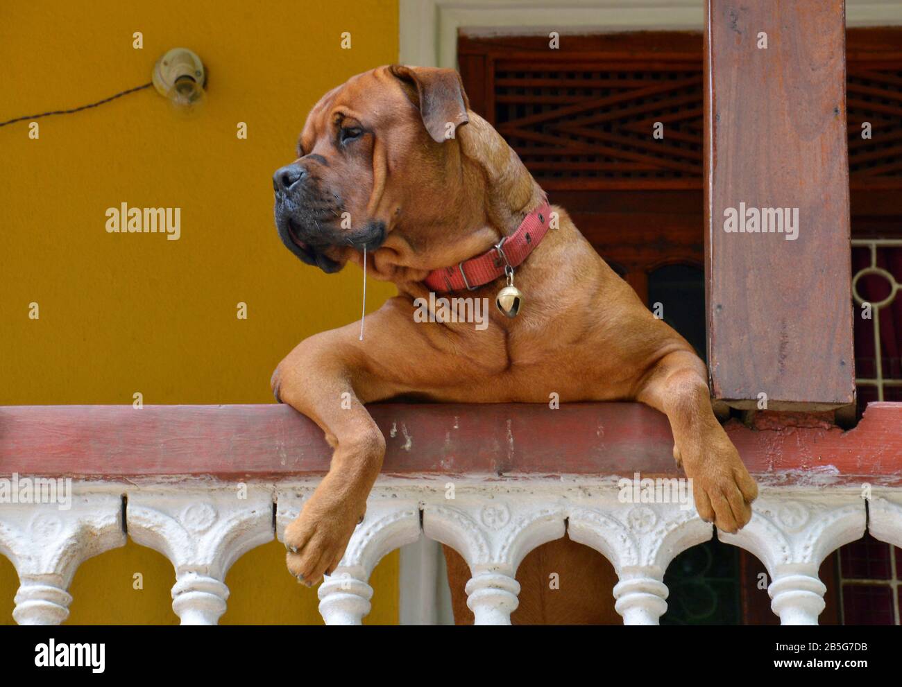 Haushund, Sri Lanka Stock Photo - Alamy