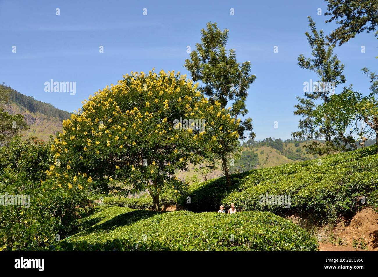 Teeplantagen sri lanka hi-res stock photography and images - Alamy