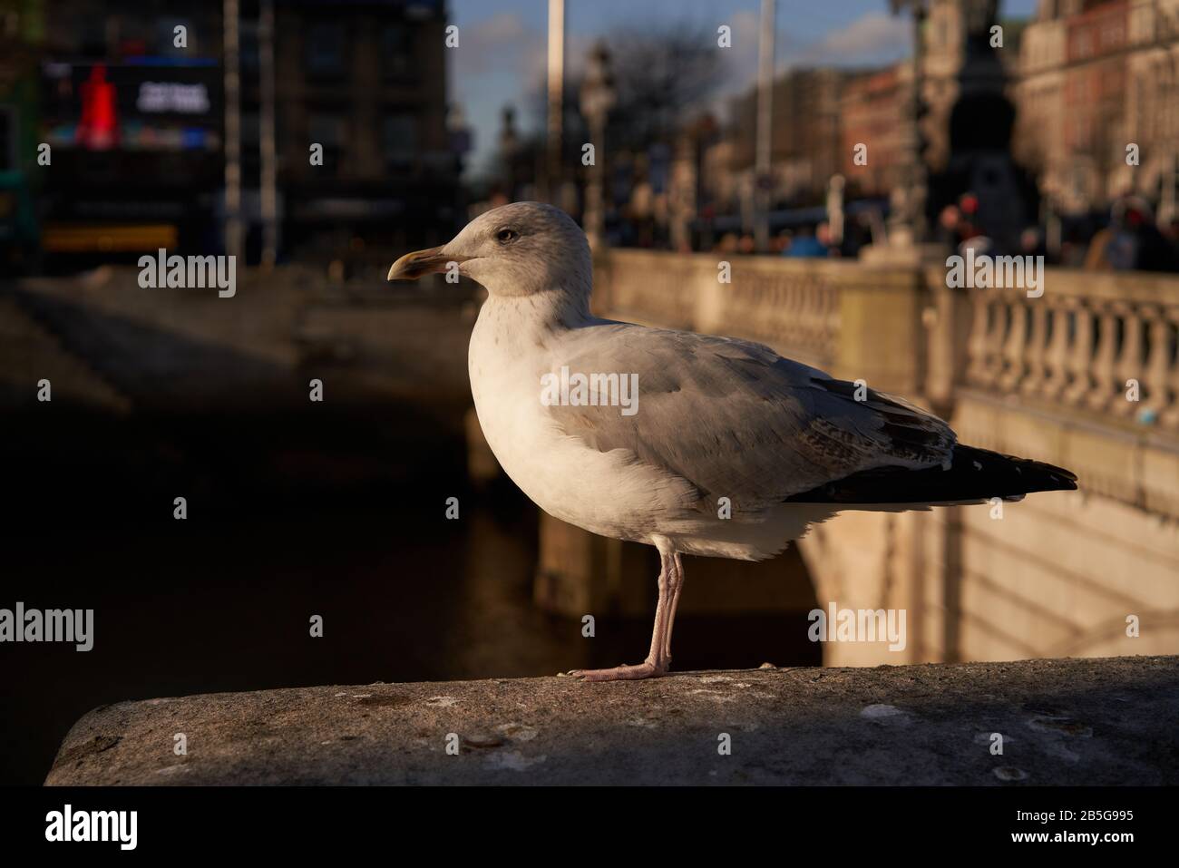 O’connell bridge seagull hi-res stock photography and images - Alamy