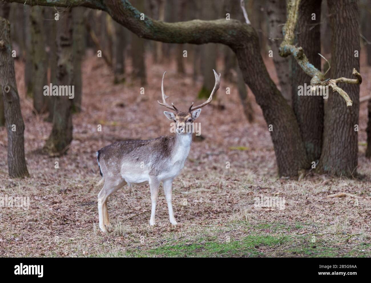 young shy male deer in the forest in holland in march in de ruigenhoek ...