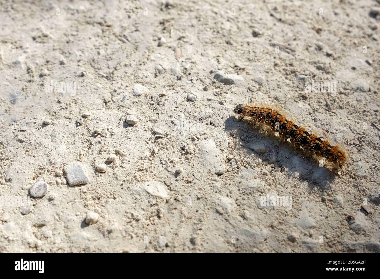 African Eating Caterpillar High Resolution Stock Photography and Images ...