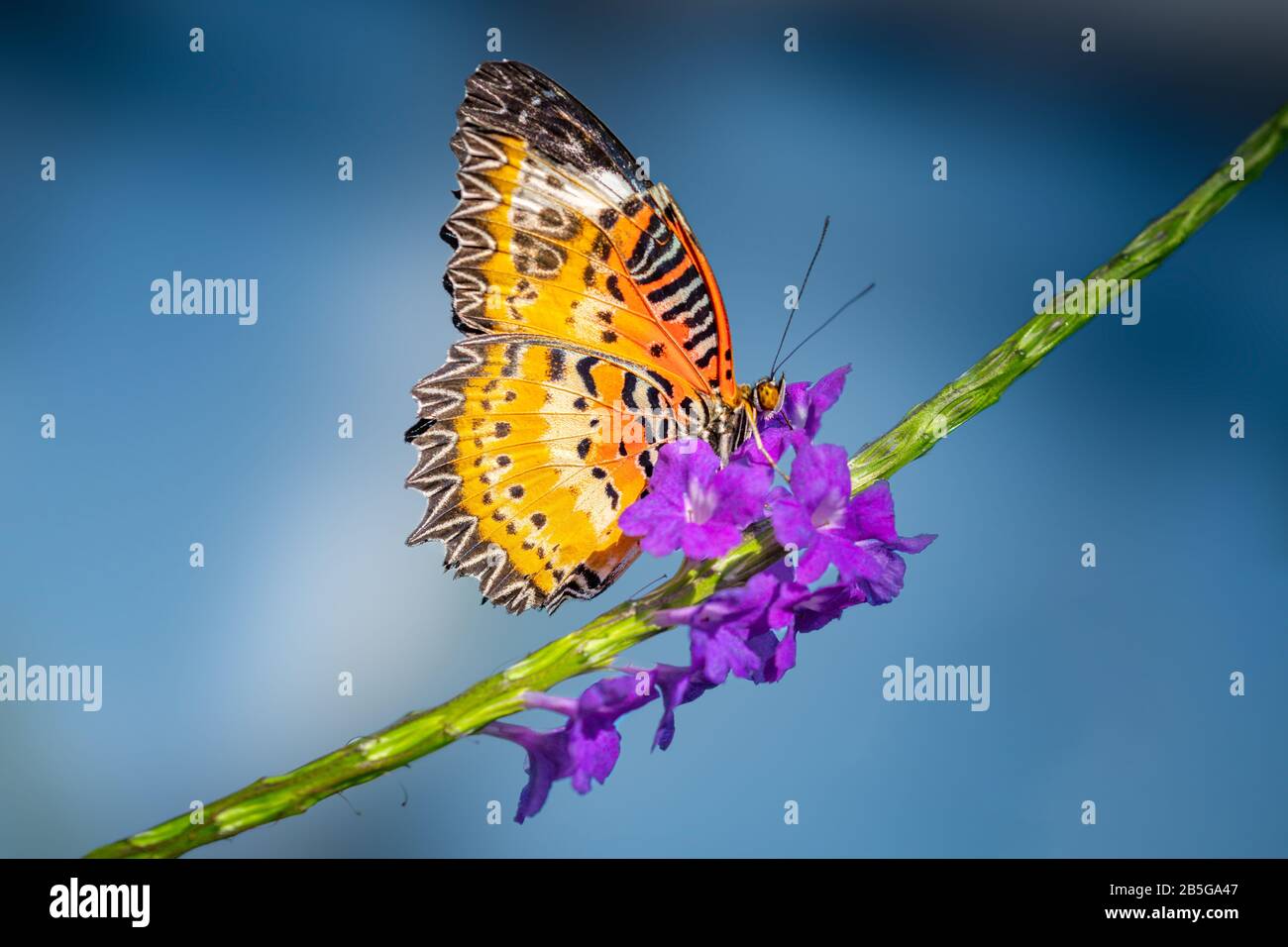 Red Lacewing Butterfly Stock Photo - Alamy