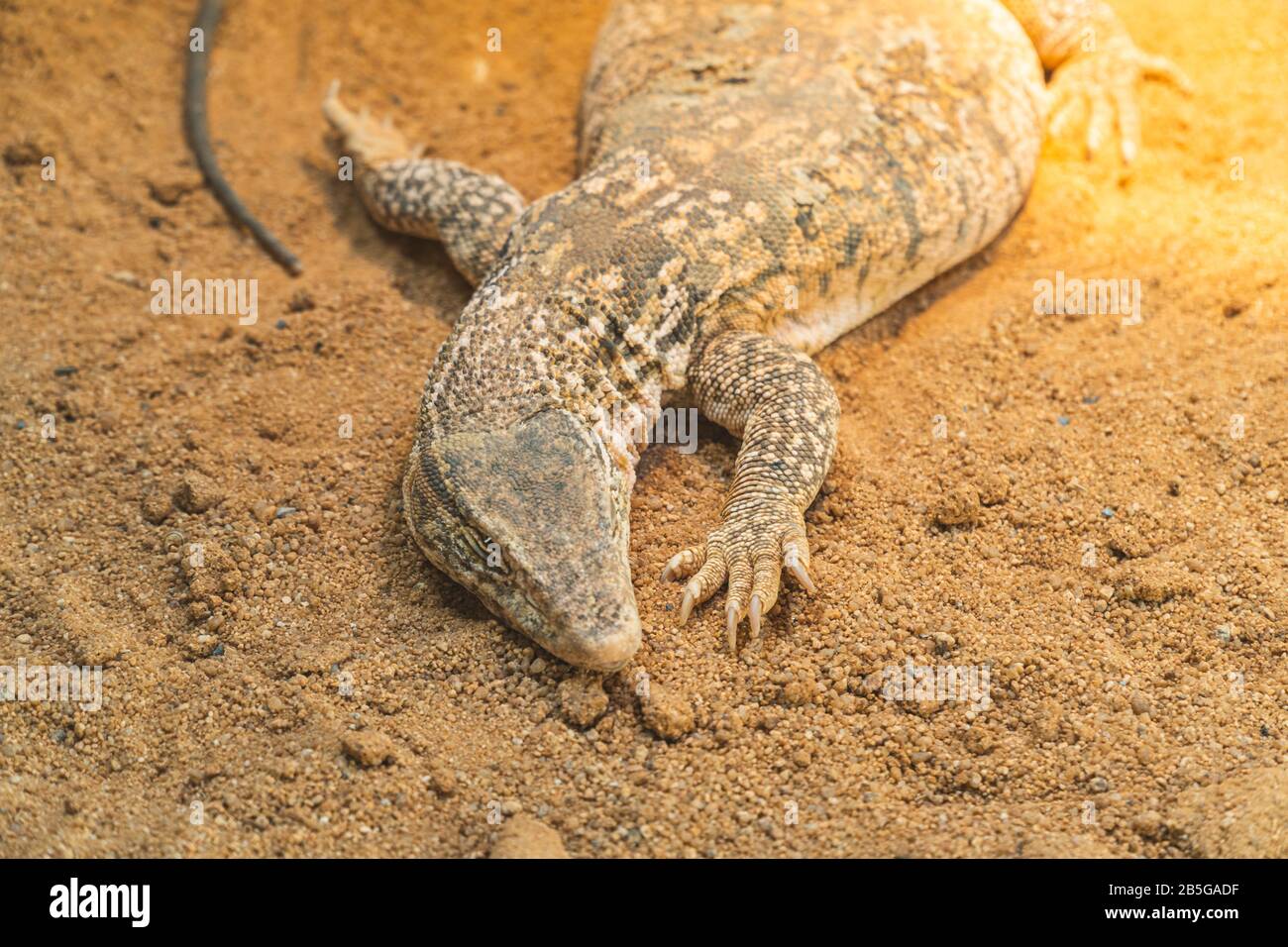 close up view of Spiny-tailed lizards resting Stock Photo - Alamy