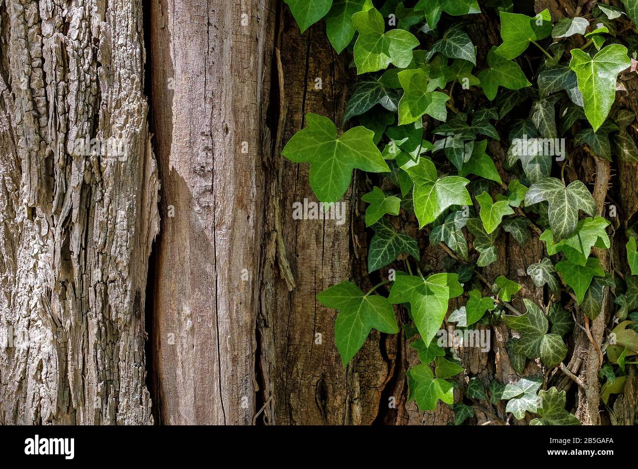 Ivy wood new forest hi-res stock photography and images - Alamy