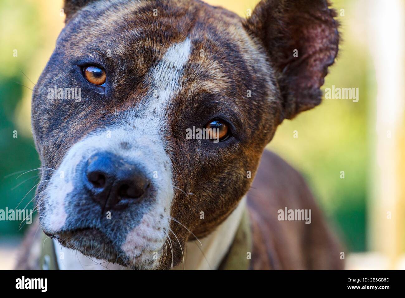 Muzzle of a large evil guard dog with large teeth close-up. The open ...