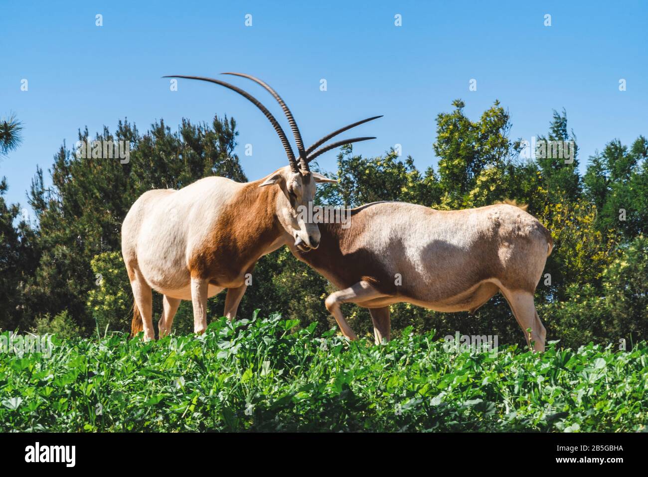 Arabian Oryx Eating High Resolution Stock Photography and Images - Alamy