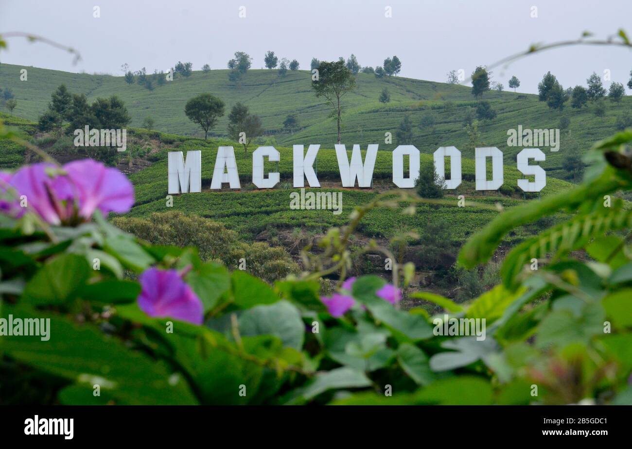 Mackwoods High Resolution Stock Photography and Images - Alamy