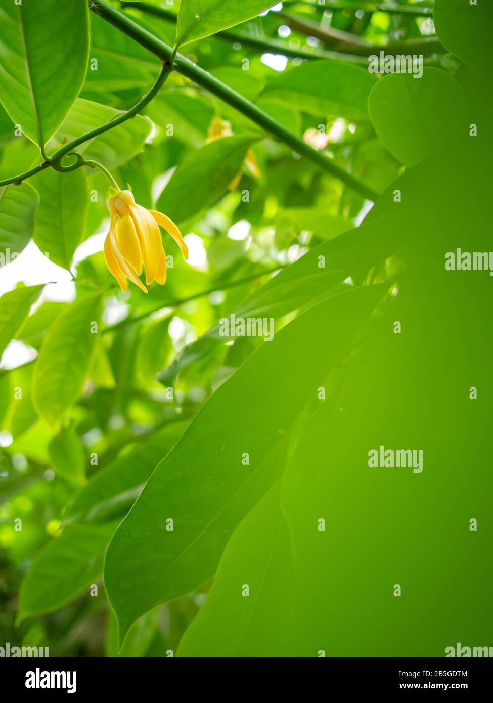 Ylang ylang blossom hi-res stock photography and images - Alamy
