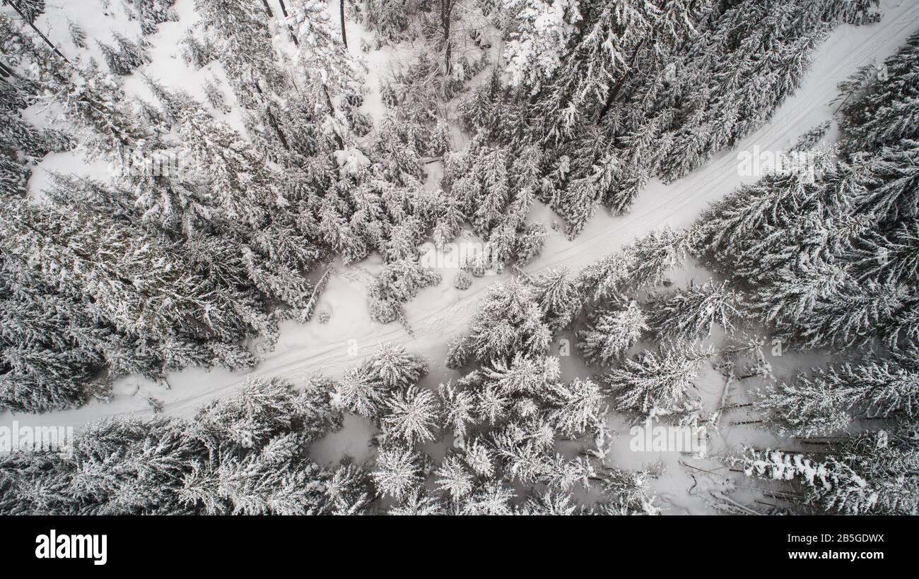 Top view of a fantastic dense snowy spruce forest located on a highland ...