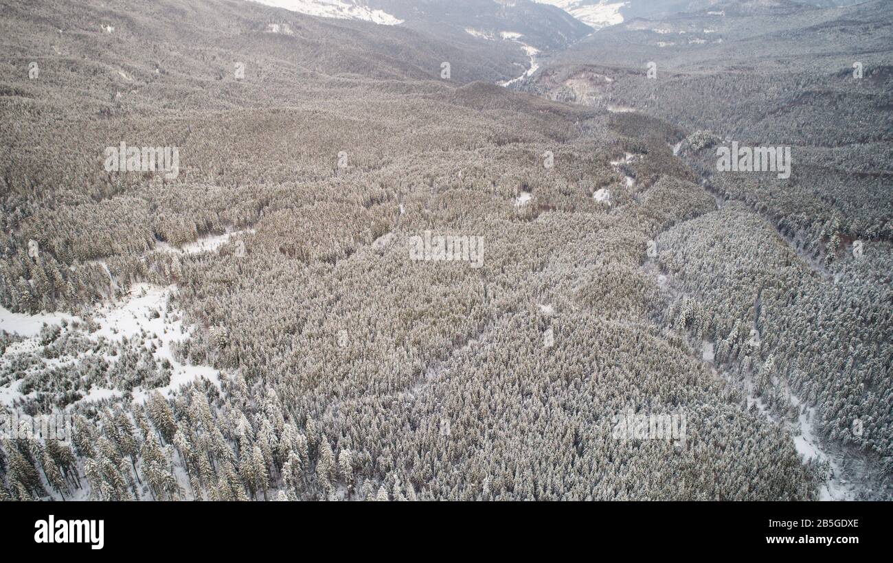 Top view of a fantastic dense snowy spruce forest located on a highland ...