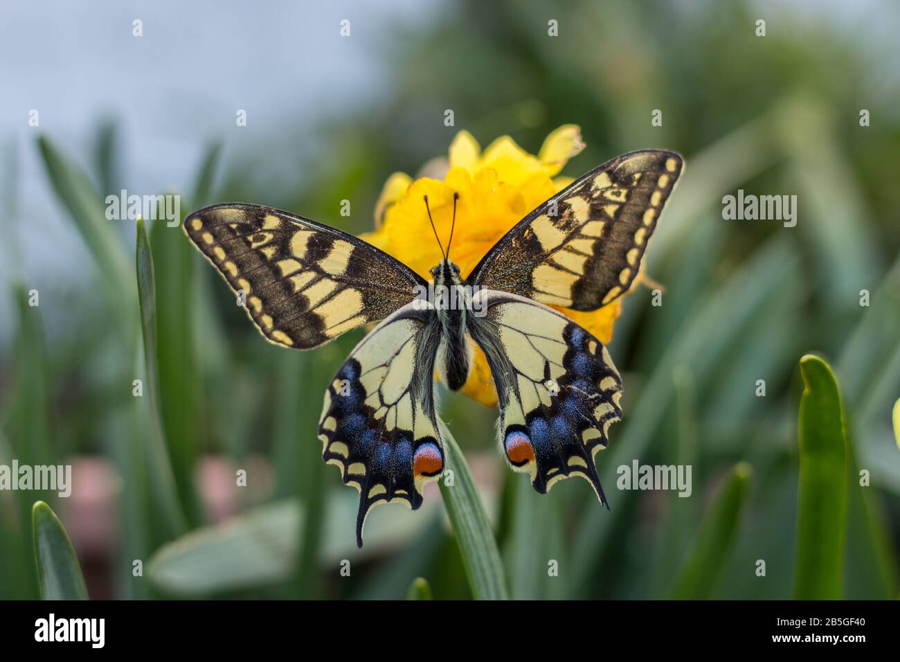 Beautiful swallowtail hi-res stock photography and images - Alamy