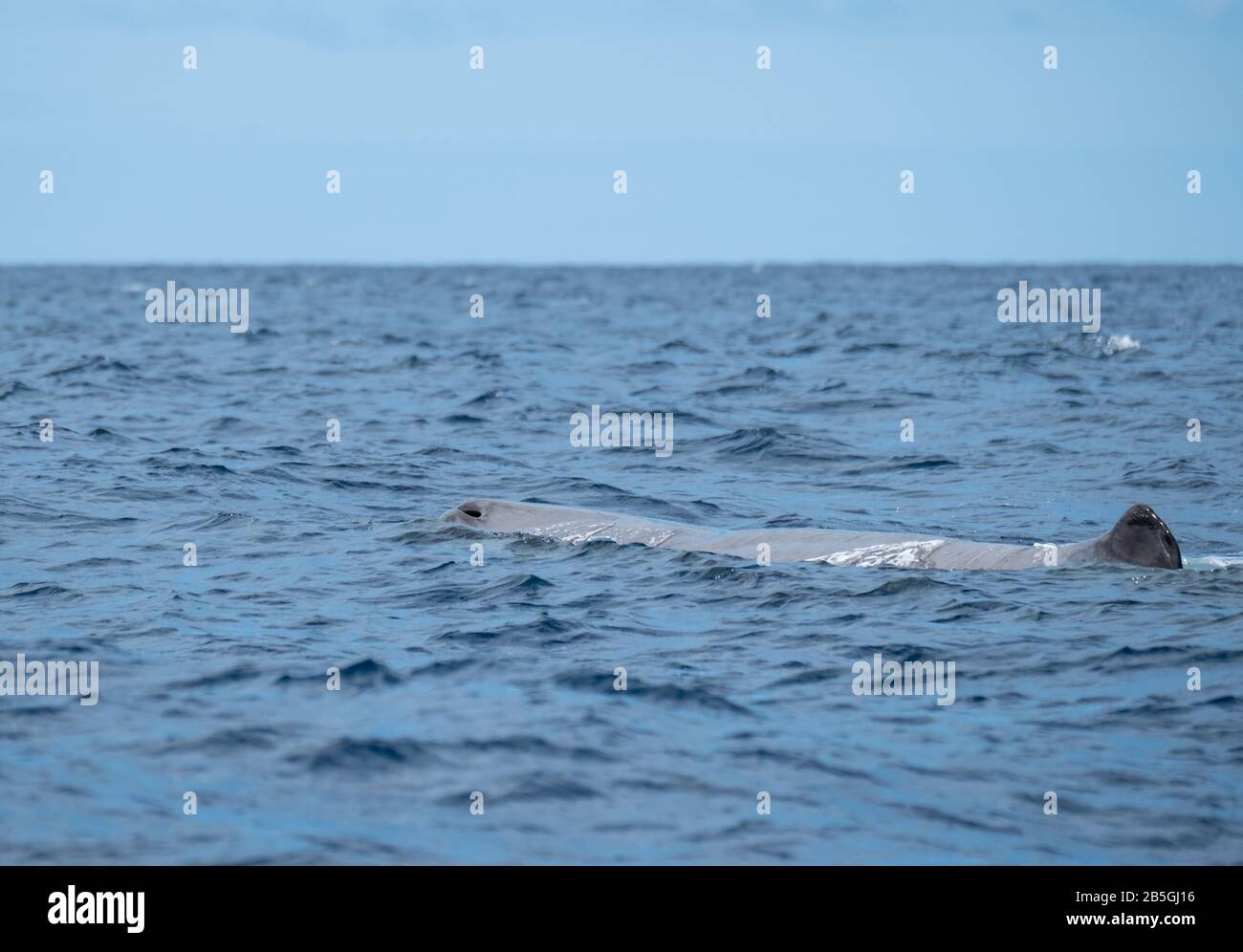 Cachalot physeter macrocephalus hi-res stock photography and images - Alamy