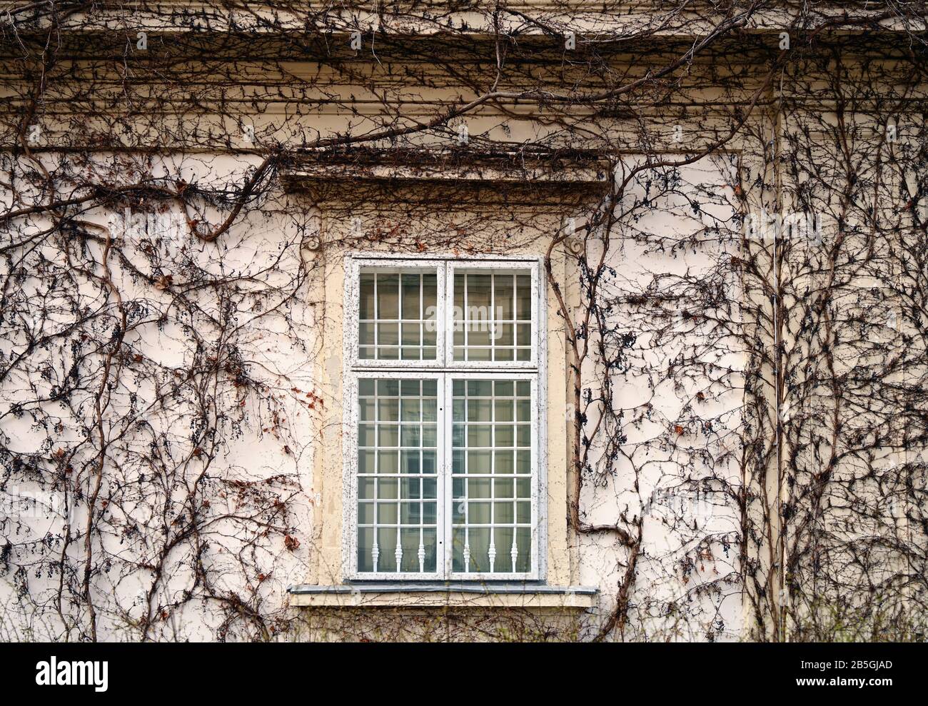 wall with rustic window and creeper plant Stock Photo - Alamy