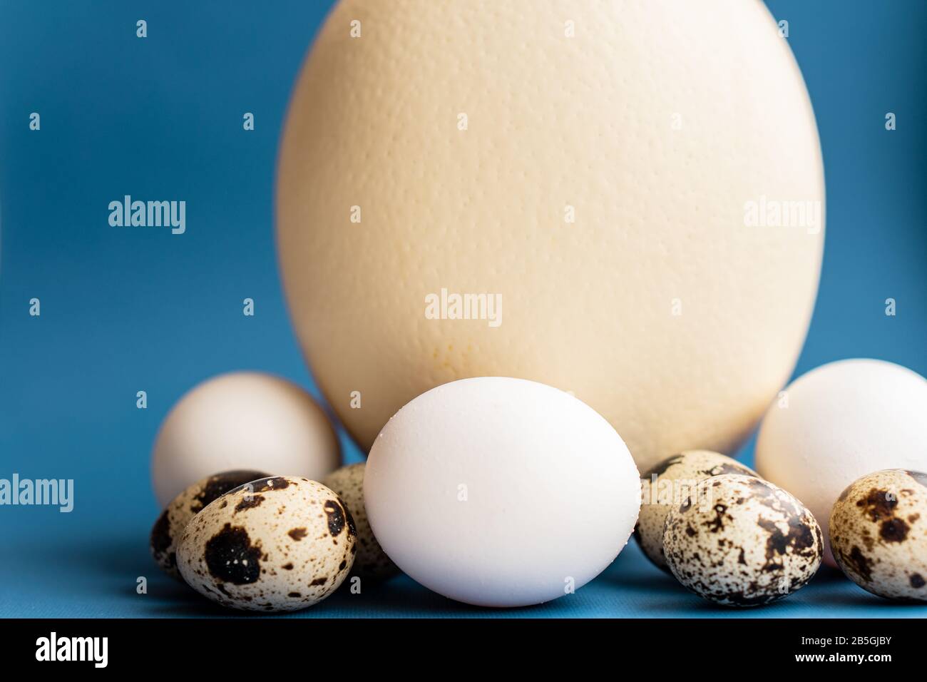 Ostrich, chicken and quail eggs on a classic blue background. Large ...