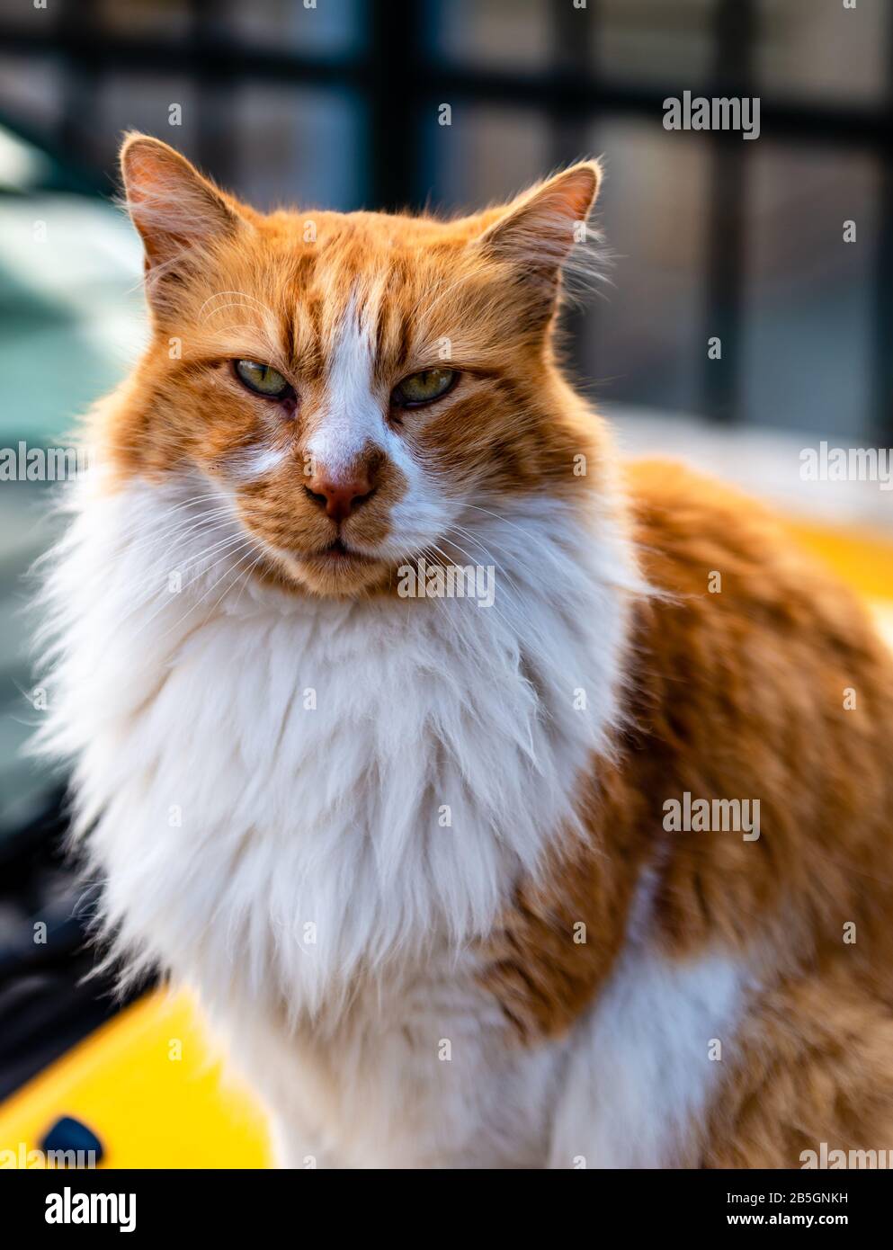 Closeup cat head hi-res stock photography and images - Alamy