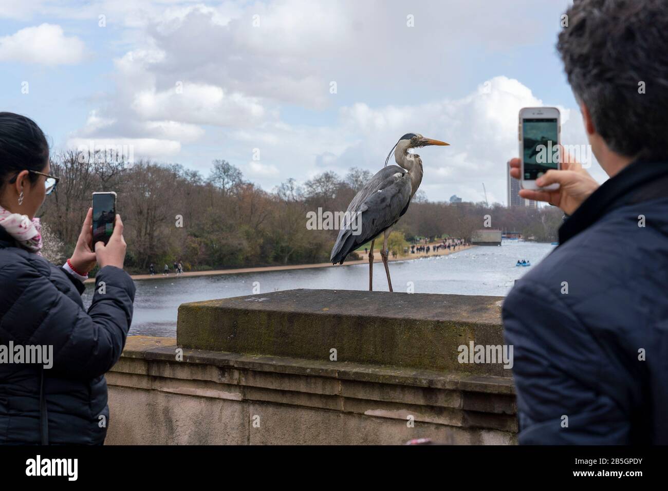 A heron standing on Serpentine bridge ledge is being photographed by ...