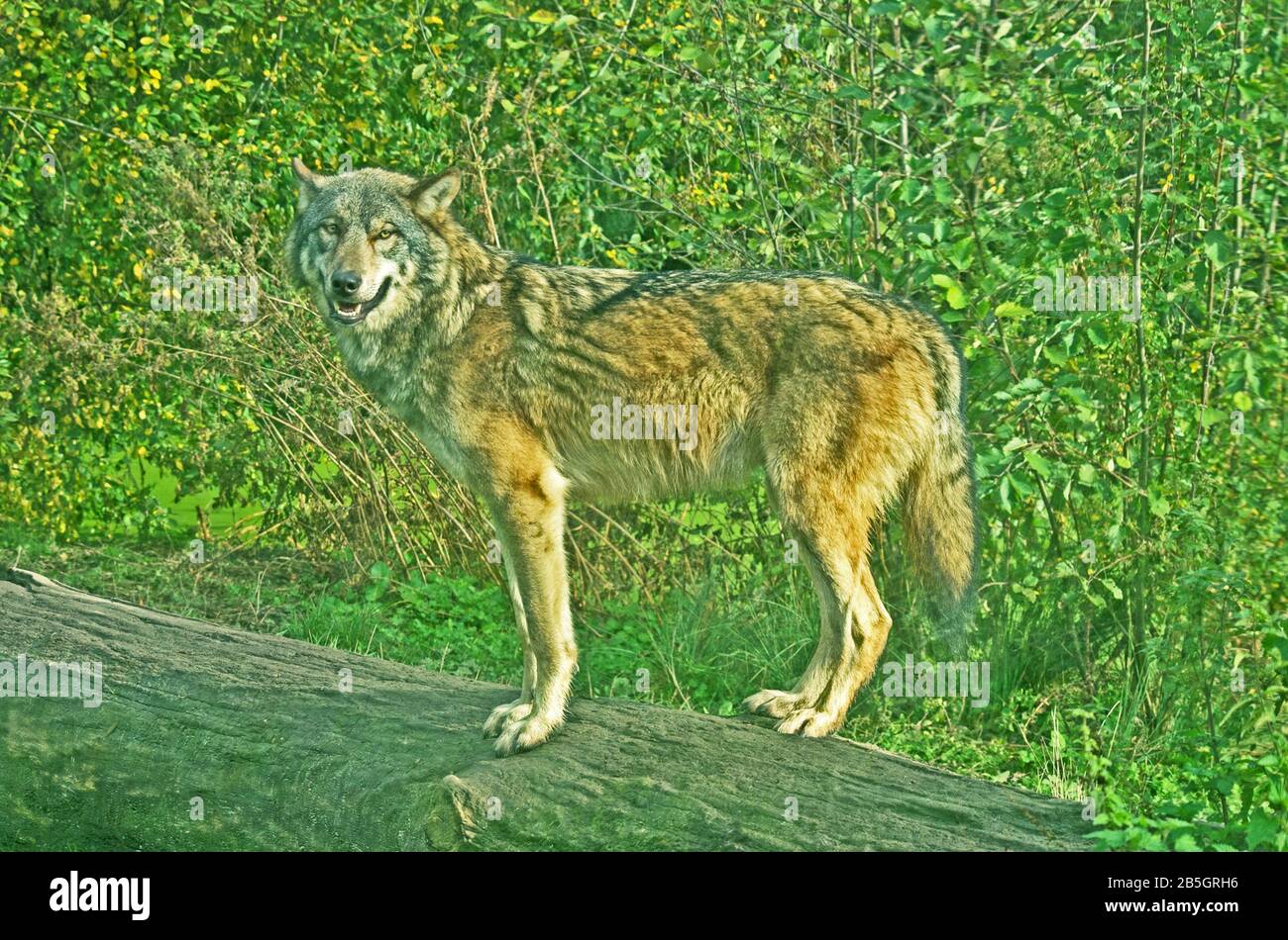 European wolf canis lupus hi-res stock photography and images - Alamy